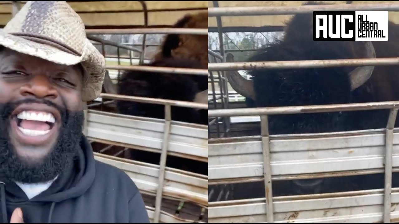 Rick Ross Buys A Water Buffalo For Pet Gets Emotional During Delivery ...